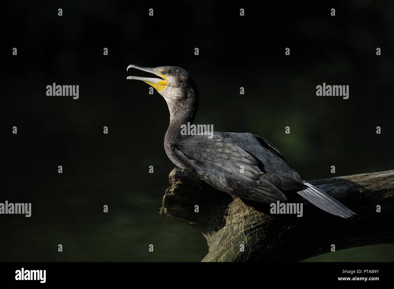 Kormoran sea raven cormorant hi-res stock photography and images - Alamy