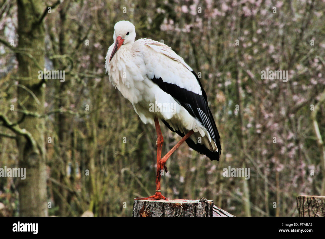 Gray Stork High Resolution Stock Photography and Images - Alamy