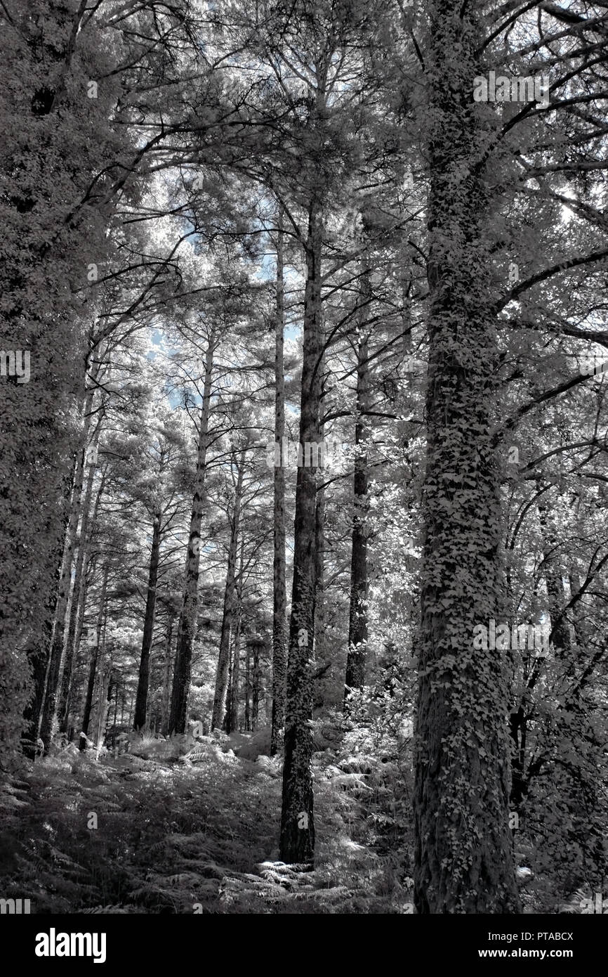 Deep infrared forest. Peneda Geres National Park, north of Portugal ...