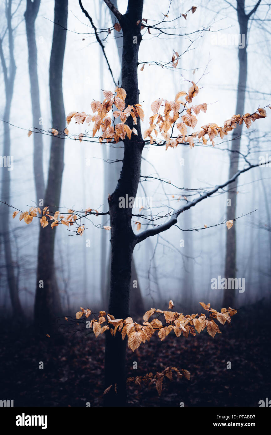 Mystical trees hi-res stock photography and images - Alamy