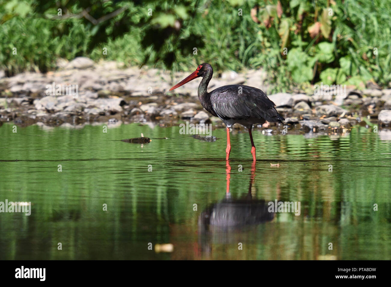 A black stork is foraging (Germany). Ein Schwarzstorch auf Futtersuche ...