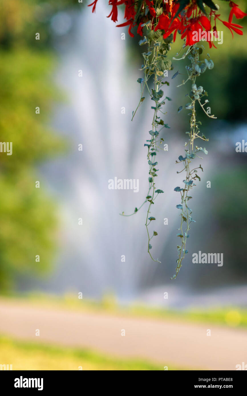 Selective focus background with flowers and fountain in the background ...