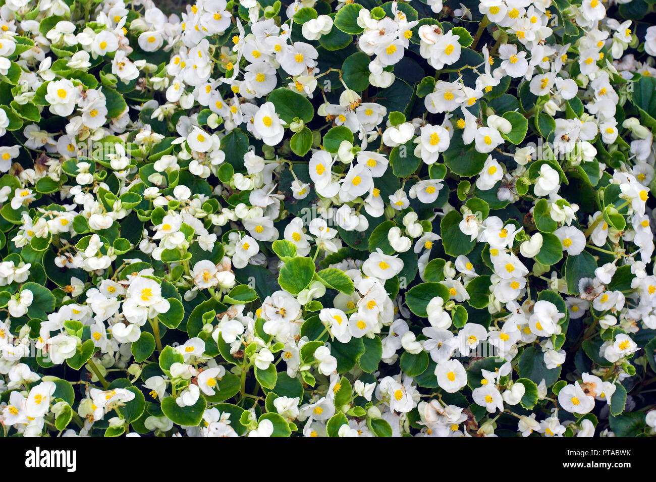 Seamless little flowers hi-res stock photography and images - Alamy