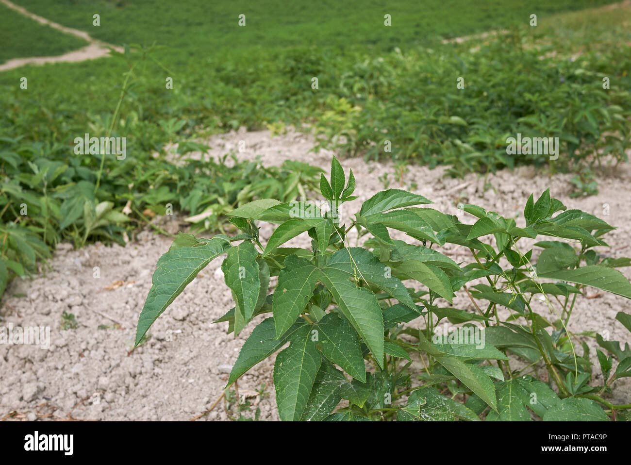 Passiflora incarnata plants Stock Photo - Alamy