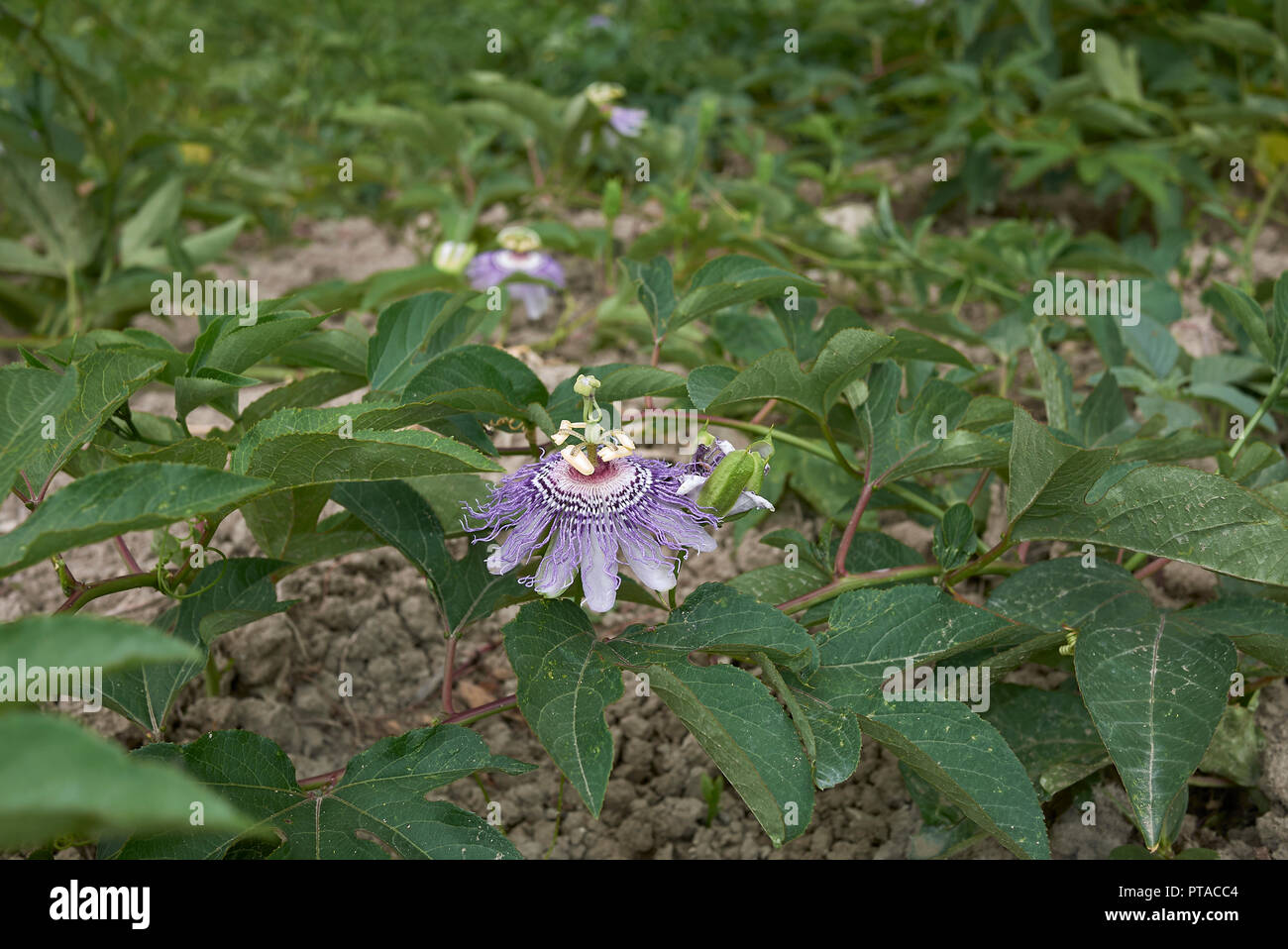 Passiflora incarnata plants Stock Photo - Alamy