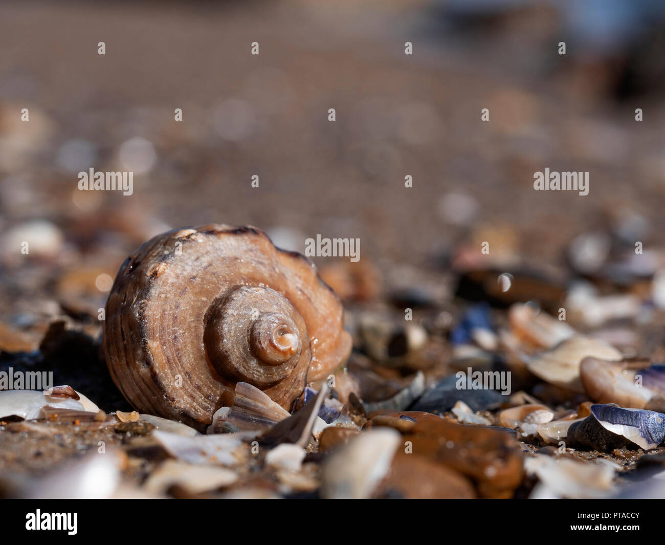 Empty shell hi-res stock photography and images - Alamy