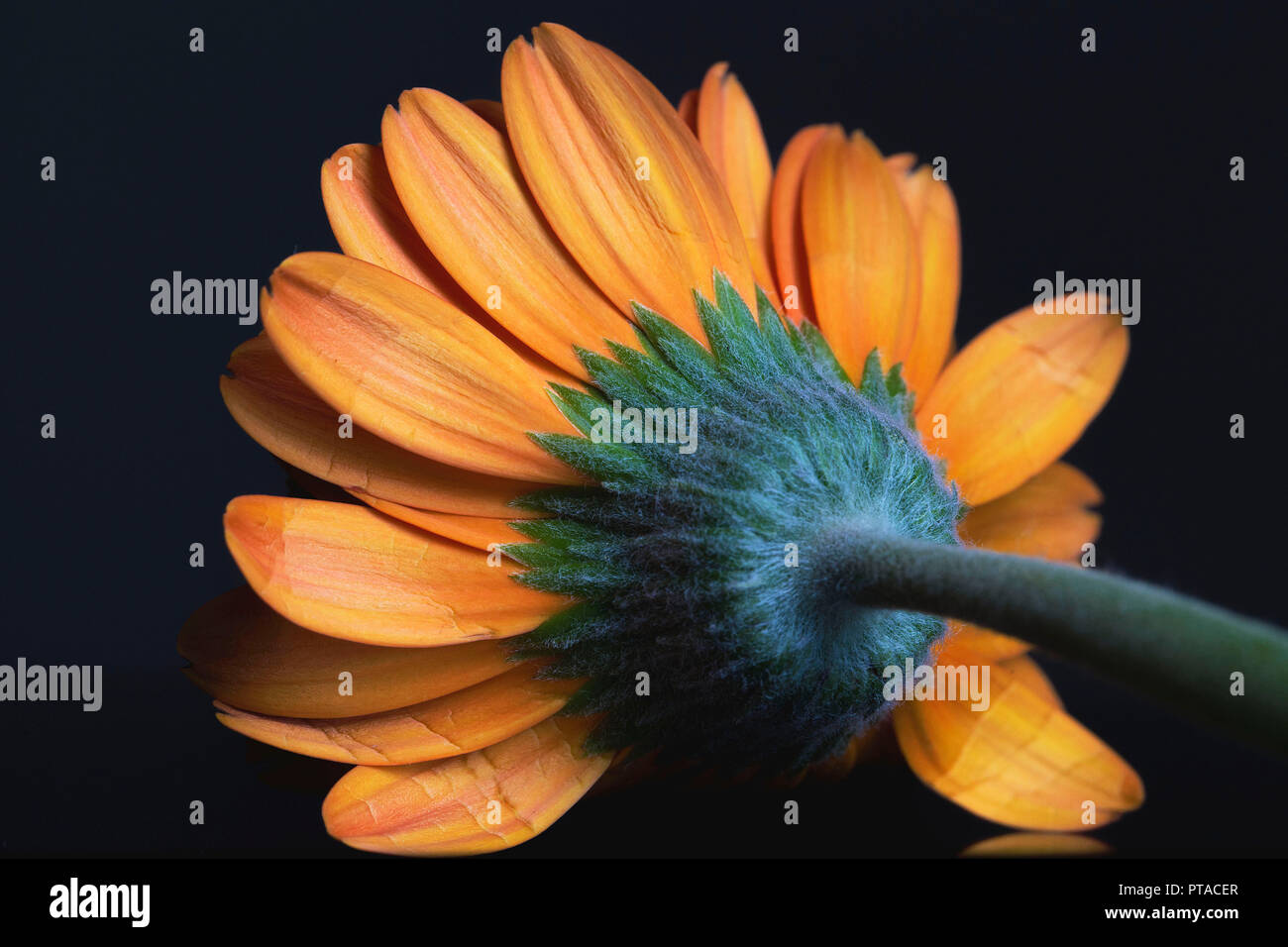 A macro photo of the back of a daisy Stock Photo - Alamy