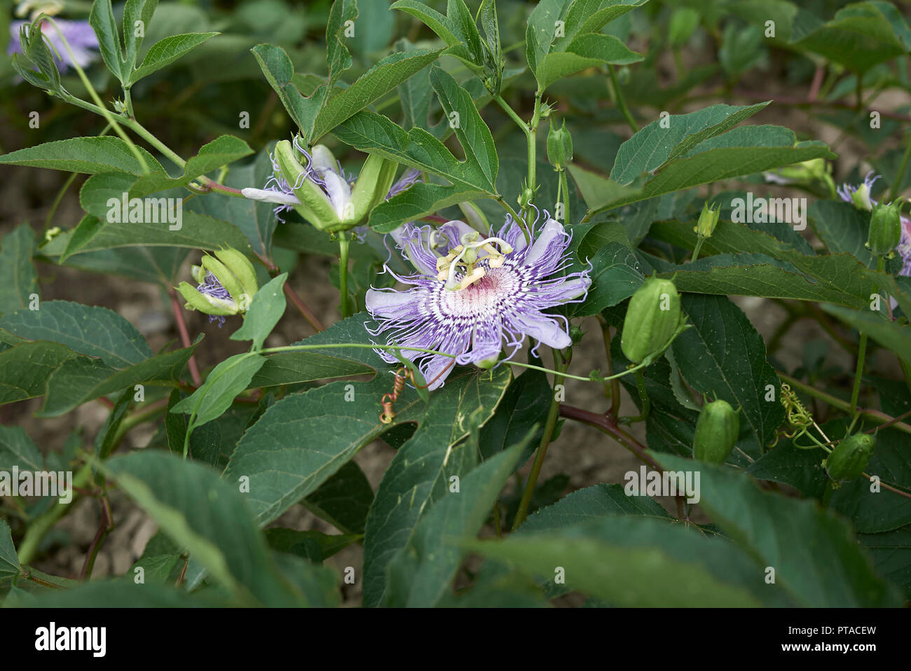 Passiflora incarnata plants Stock Photo - Alamy