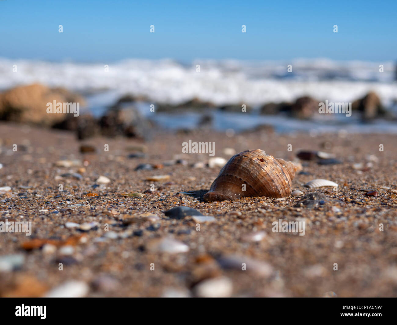 An empty shell of rapana mollusk on a sandy beach with a surf wave and ...