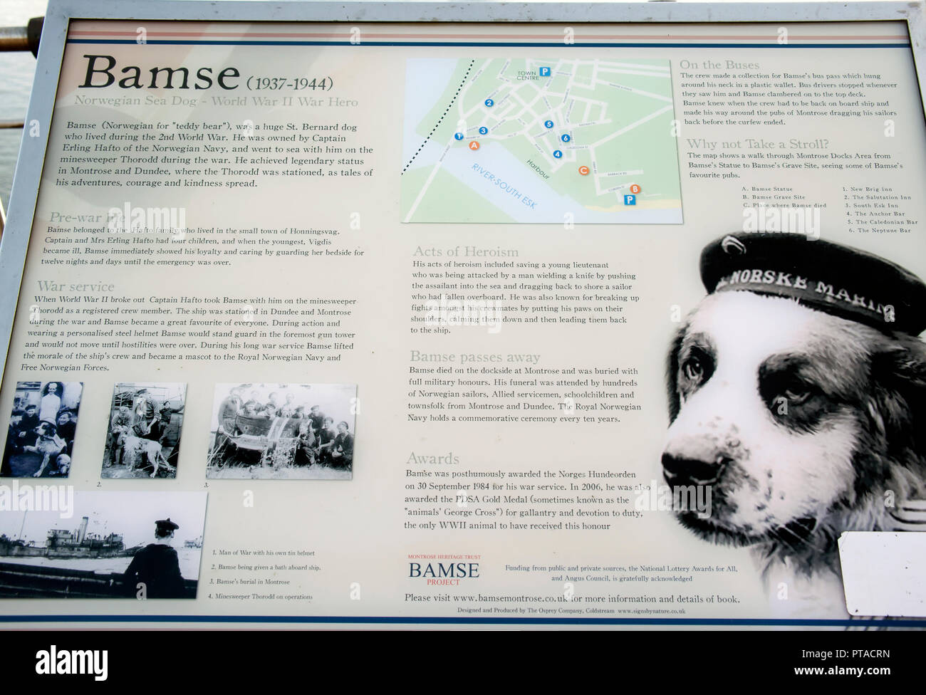 Bamse dog hi-res stock photography and images - Alamy