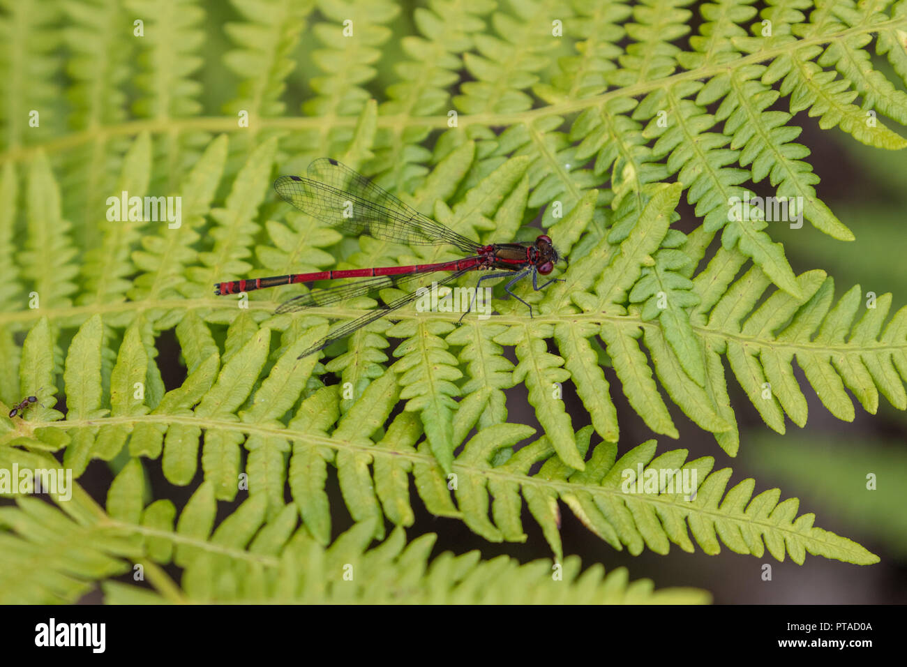 Large Red Damselfly ( Pyrrhosoma nymphula ) on a fern Stock Photo - Alamy