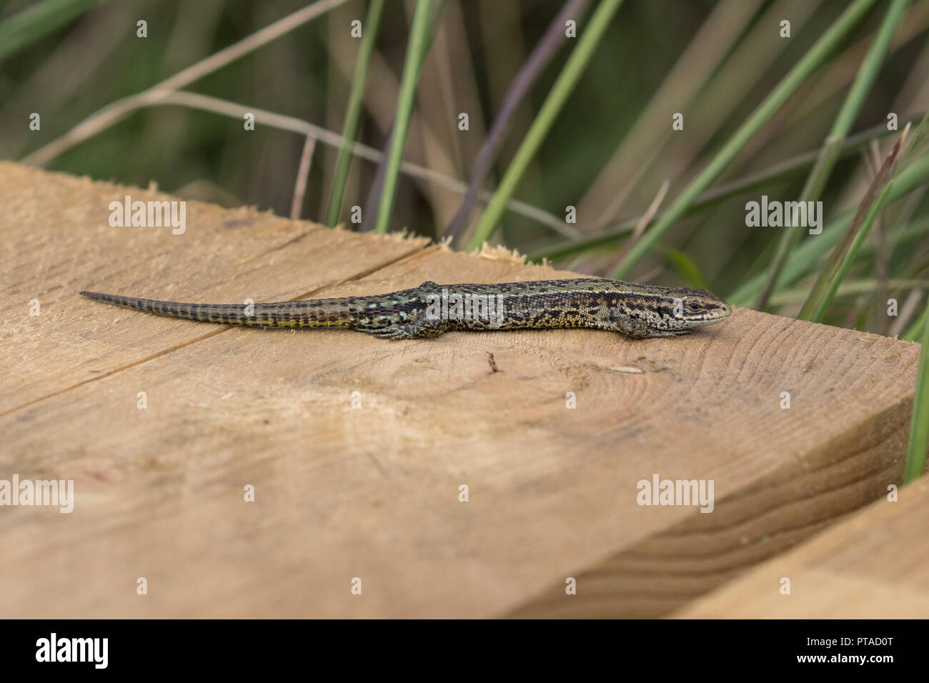 Thursley common national nature reserve hi-res stock photography and ...