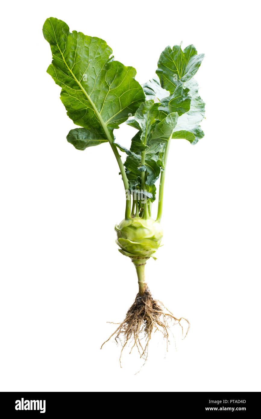 Cabbage plant on soil Cut Out Stock Images & Pictures - Alamy