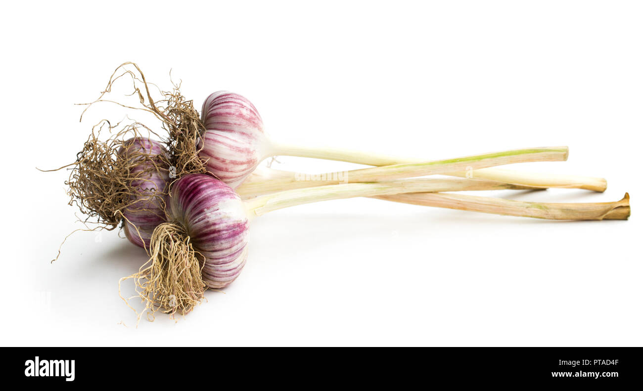 Garlic bulbs with stem and root isolated on white Stock Photo - Alamy