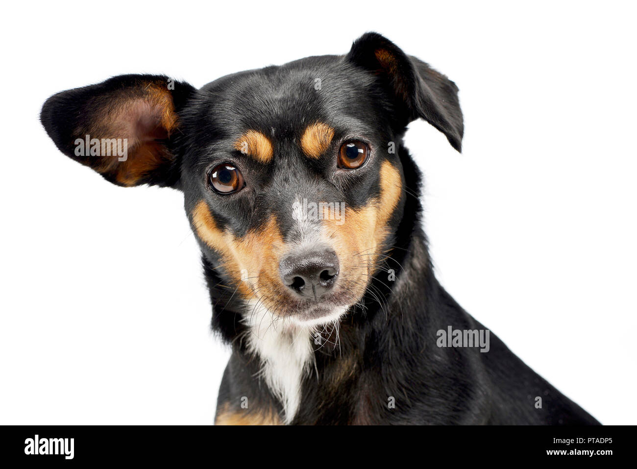 Portrait of an adorable mixed breed dog, studio shot, isolated on white ...