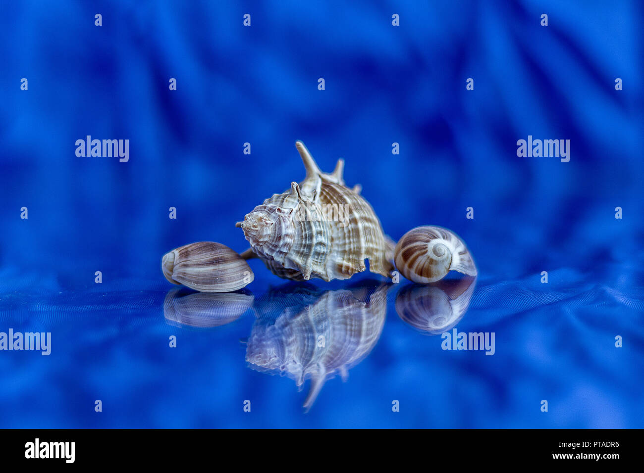 Three Sea Shells on a Blue Background Blurred Reflex Stock Photo - Alamy