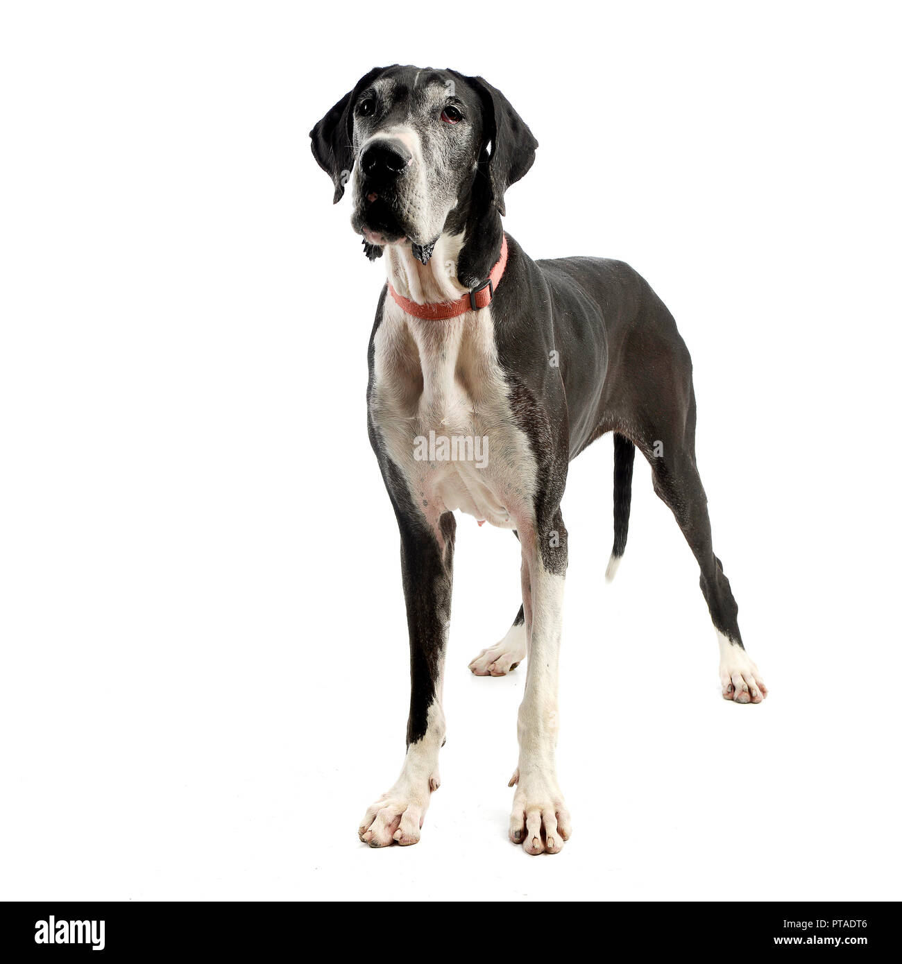 Great Dane Legs High Resolution Stock Photography and Images - Alamy