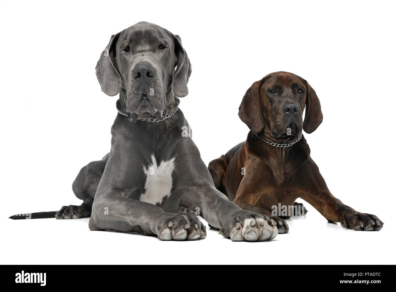 Great Dane Legs High Resolution Stock Photography and Images - Alamy