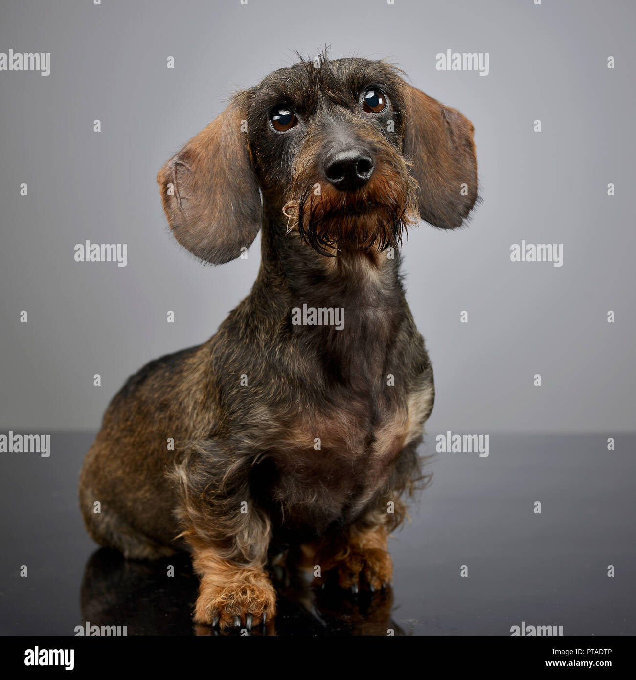 Wire hair dachshund hi-res stock photography and images - Alamy