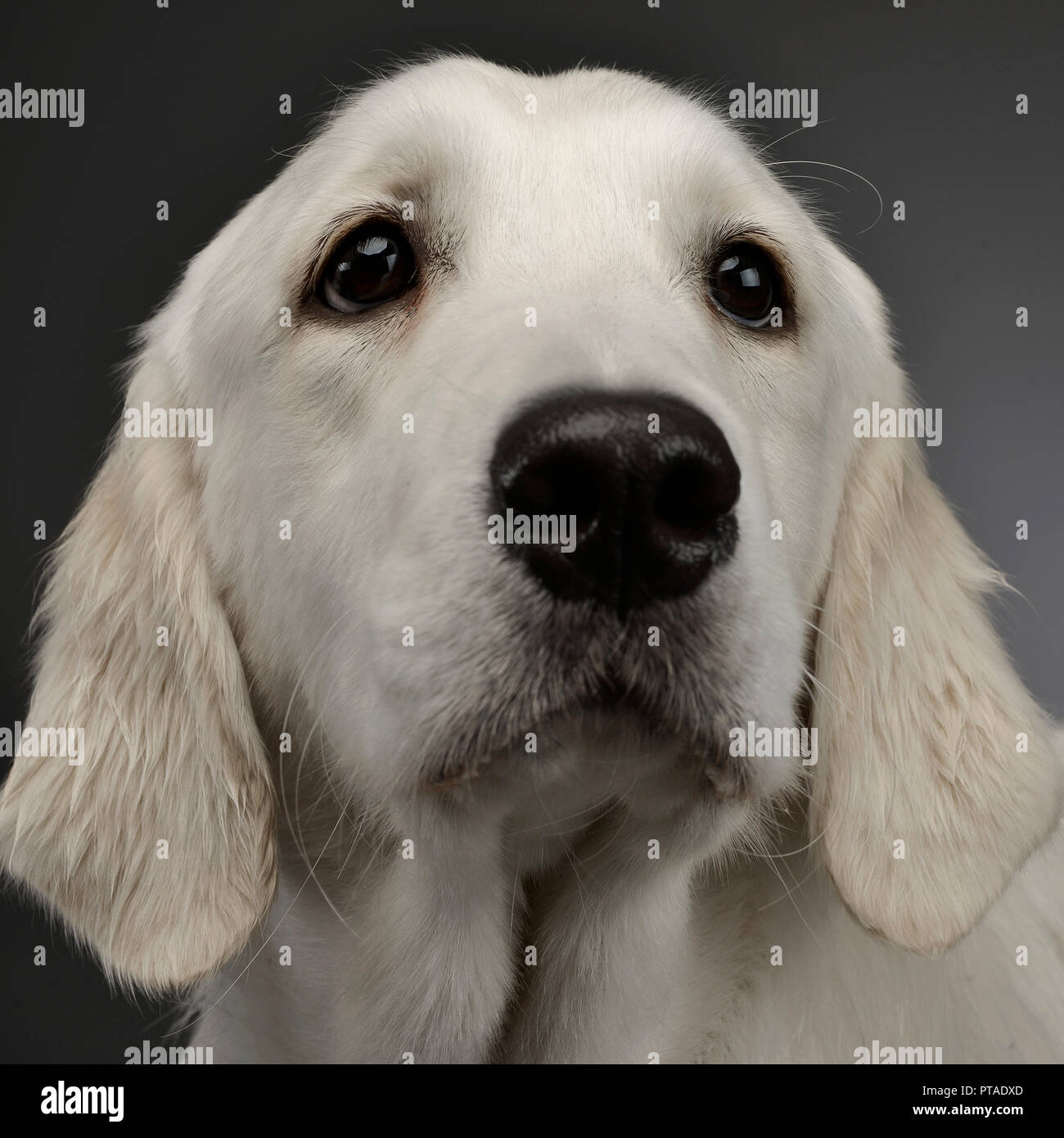 Portrait of an adorable Golden retriever, studio shot, isolated on grey ...