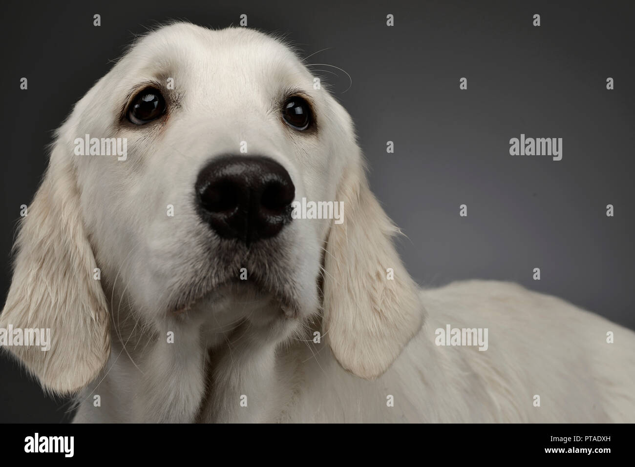 Portrait of an adorable Golden retriever, studio shot, isolated on grey ...