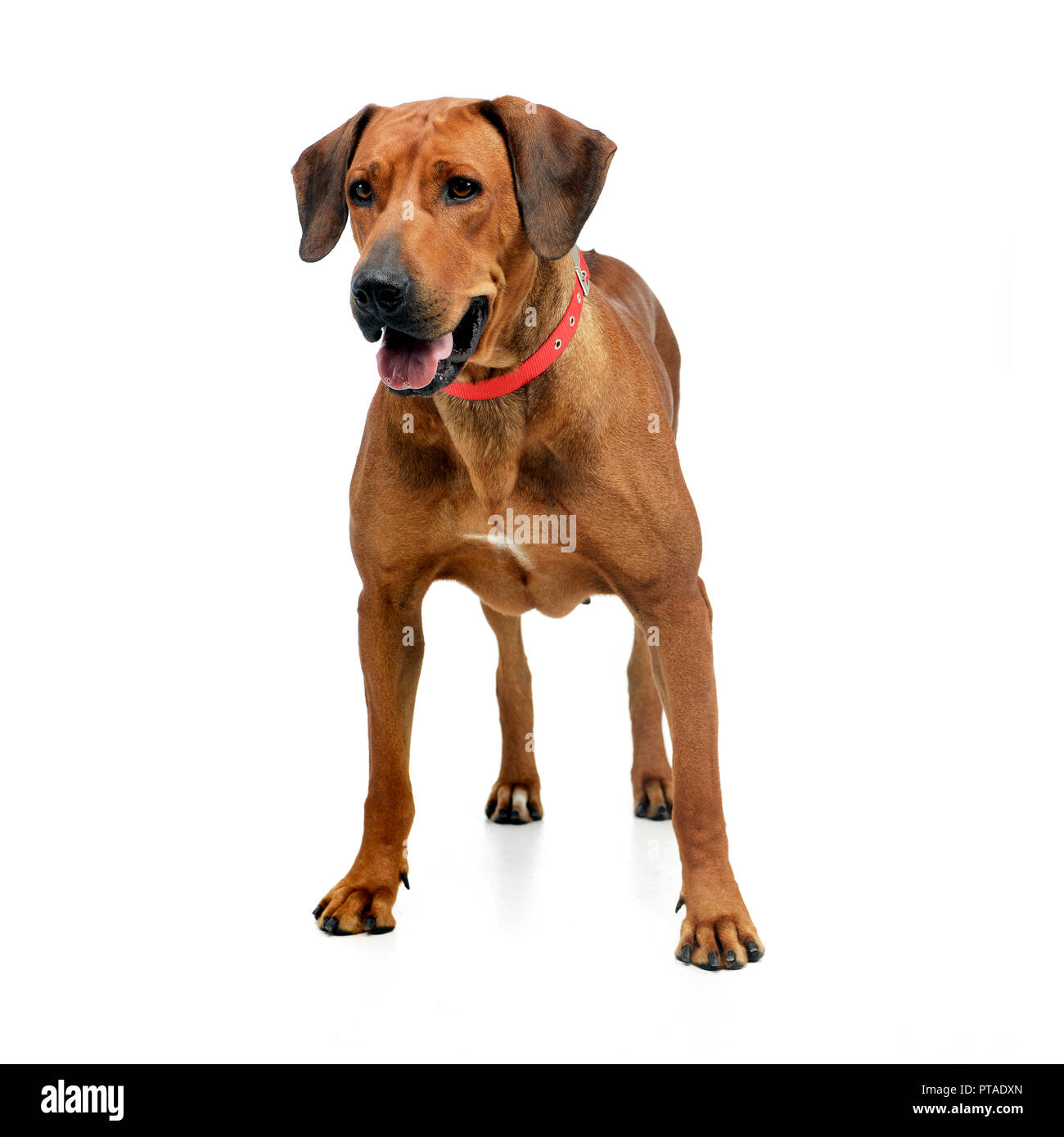 Studio shot of an adorable Rhodesian ridgeback standing on white ...