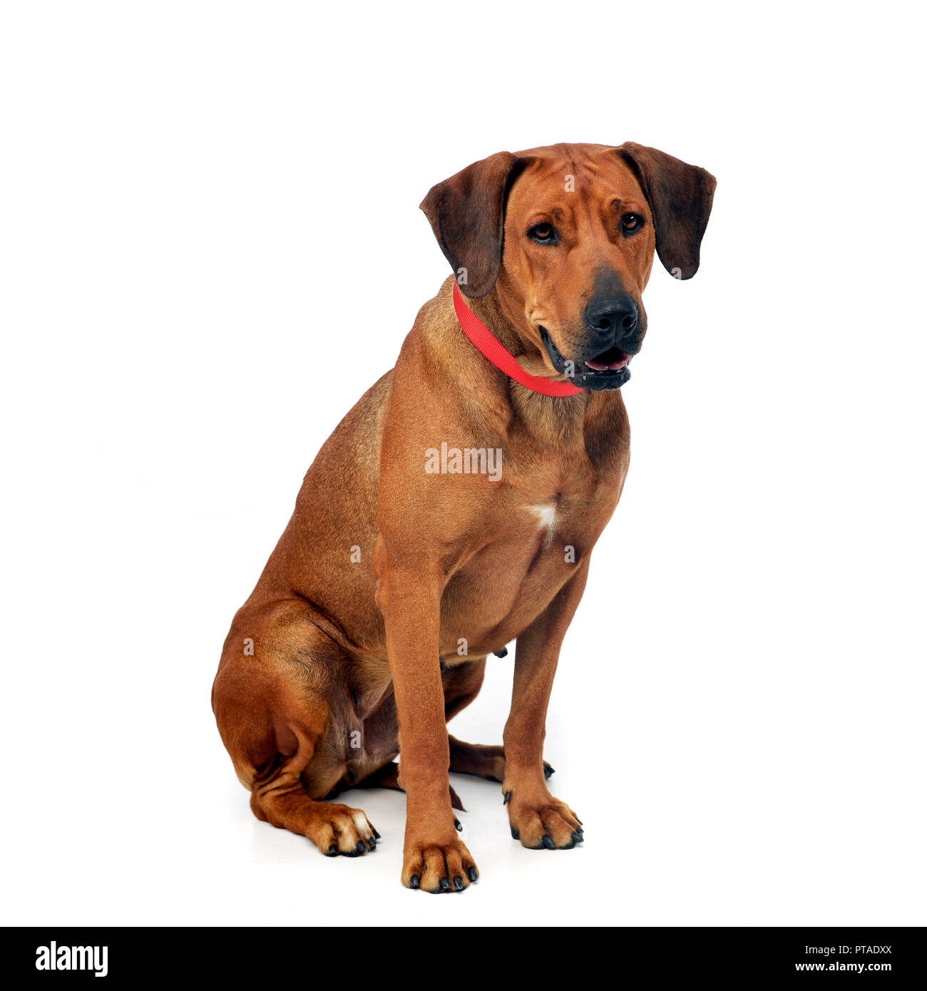 Studio shot of an adorable Rhodesian ridgeback sitting on white ...
