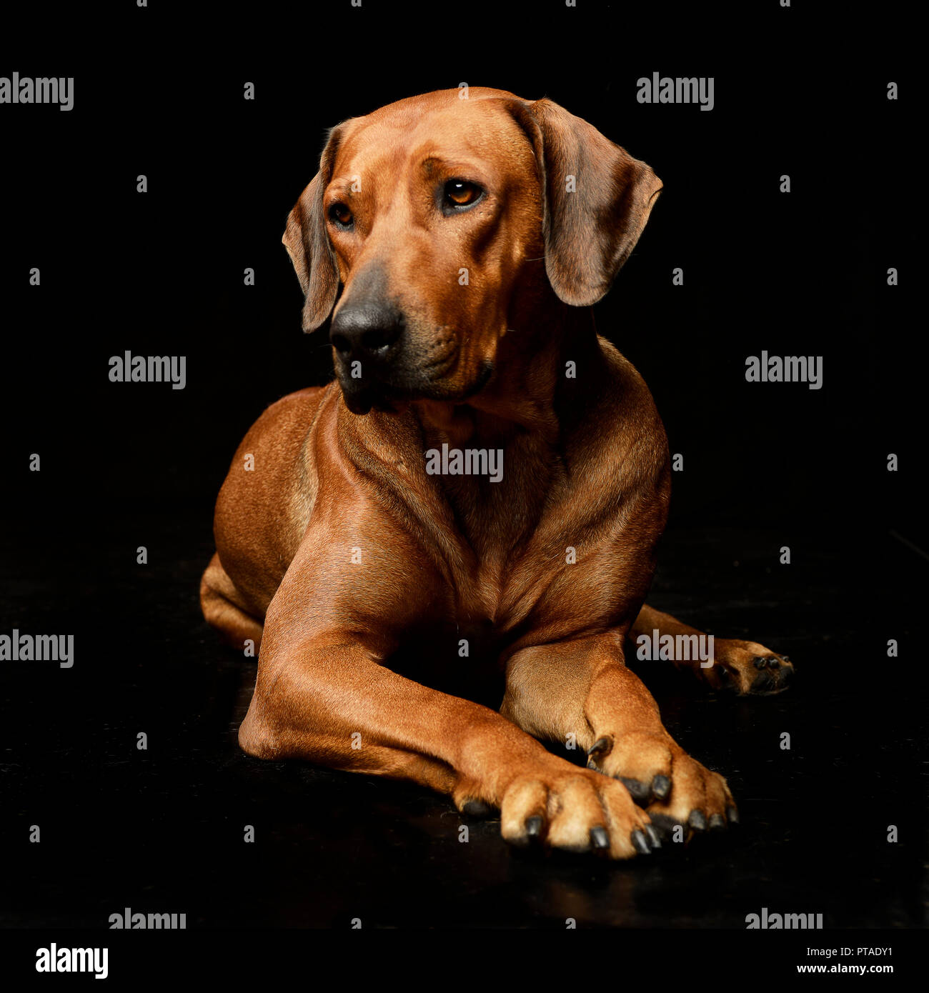 Studio shot of an adorable Rhodesian ridgeback lying on black ...