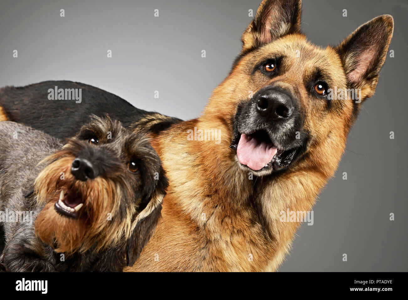 Studio shot of an adorable wire haired Dachshund and a German shepherd ...