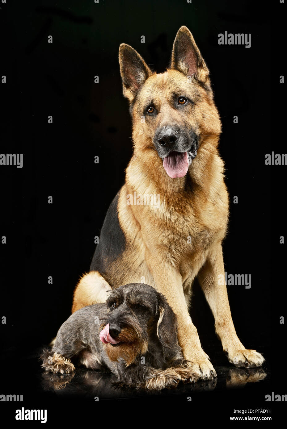 Studio shot of an adorable wire haired Dachshund and a German shepherd ...