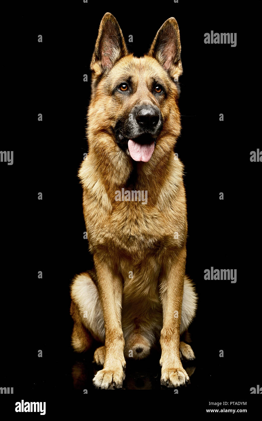 Studio shot of an adorable German shepherd dog sitting on black ...
