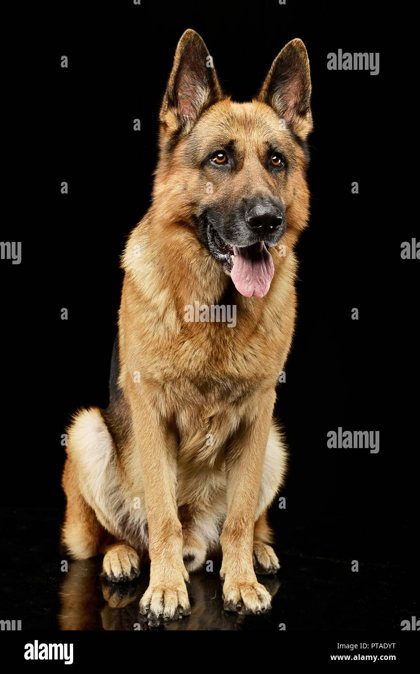 Studio shot of an adorable German shepherd dog sitting on black ...