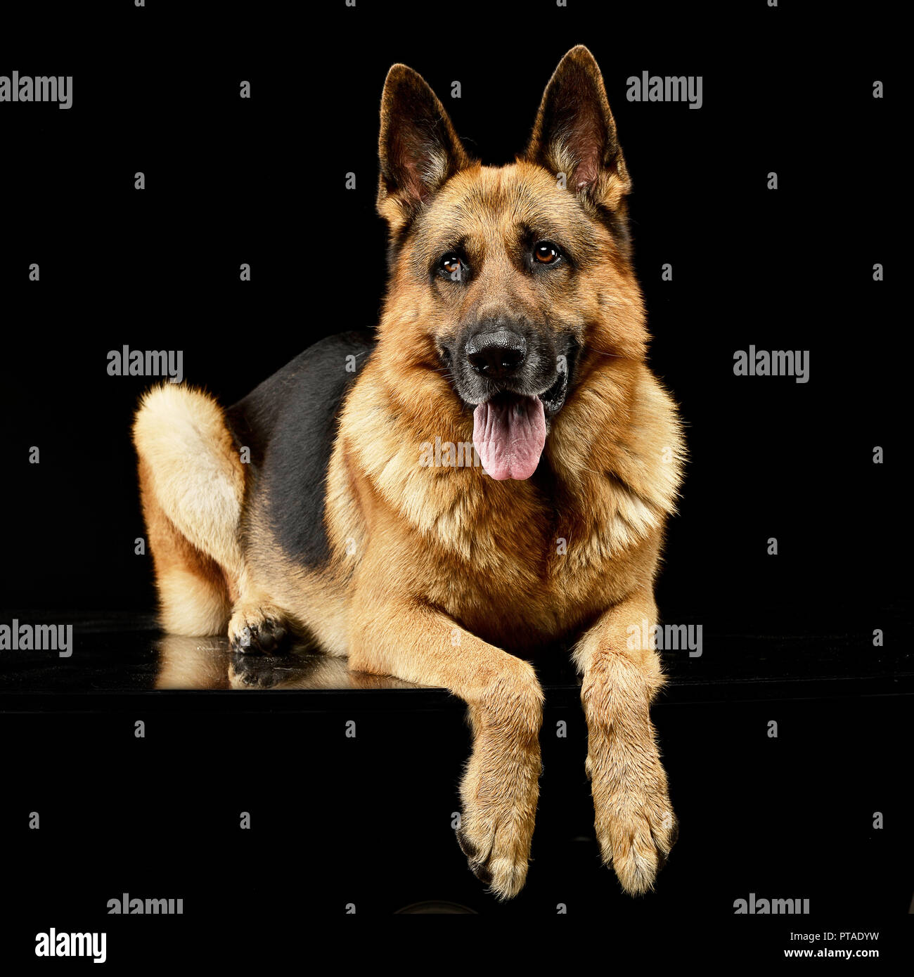 Studio shot of an adorable German shepherd dog lying on black ...