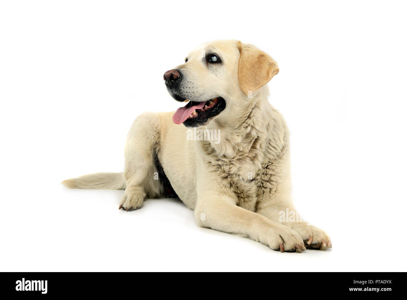 Studio shot of an adorable blind Labrador retriever lying on white ...