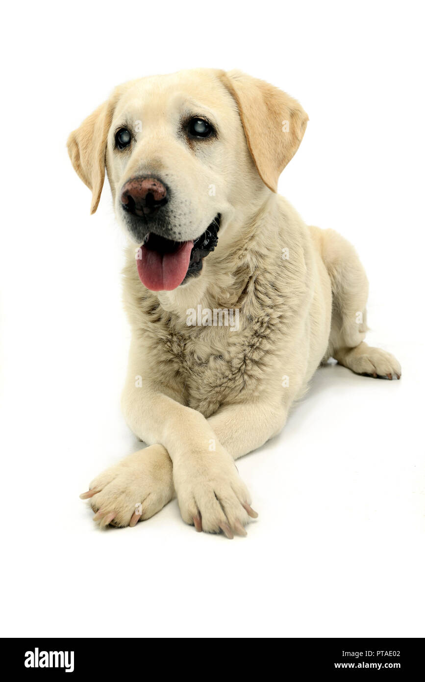Studio shot of an adorable blind Labrador retriever lying on white ...
