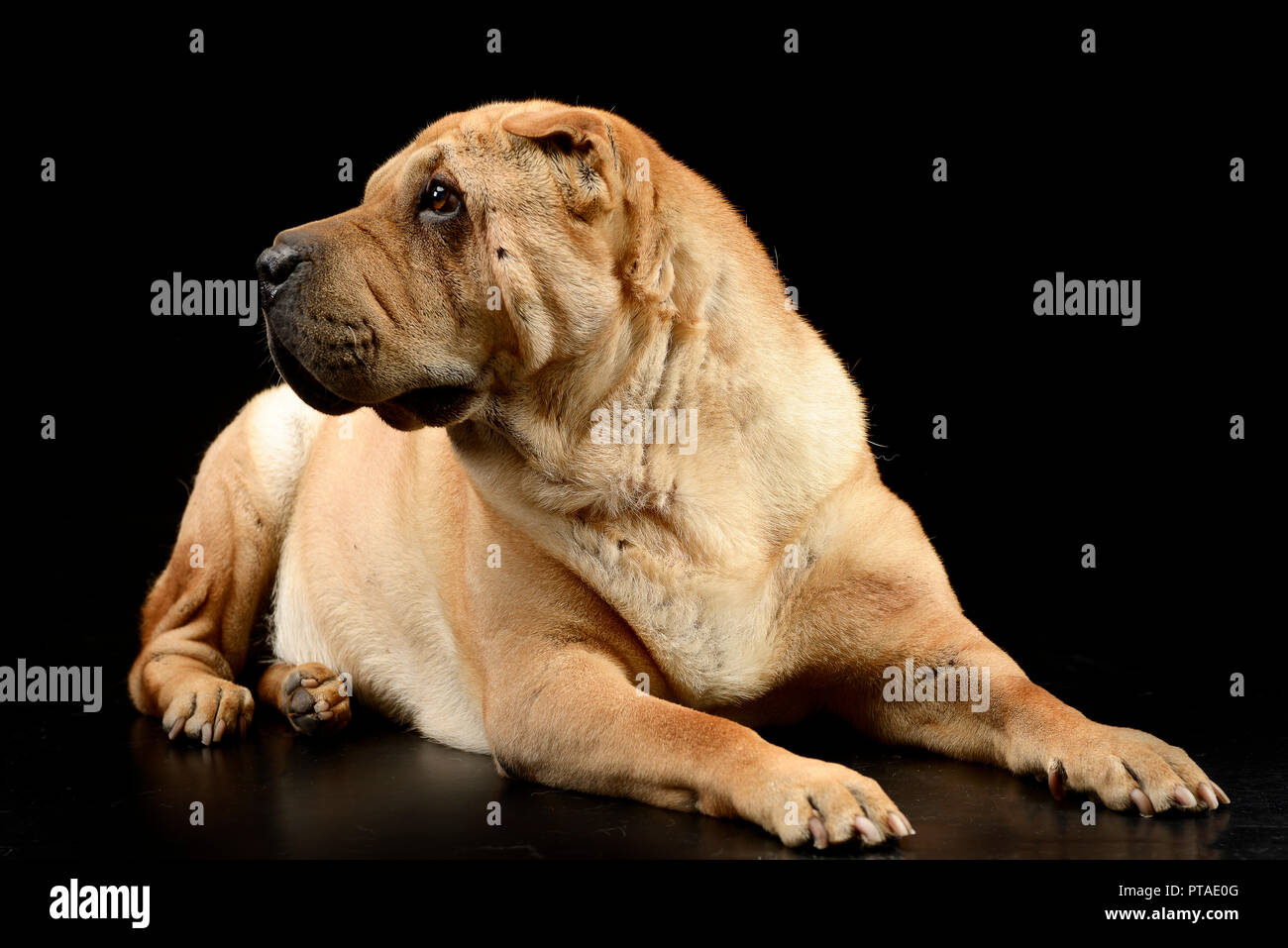 Shar pei eyes hi-res stock photography and images - Alamy