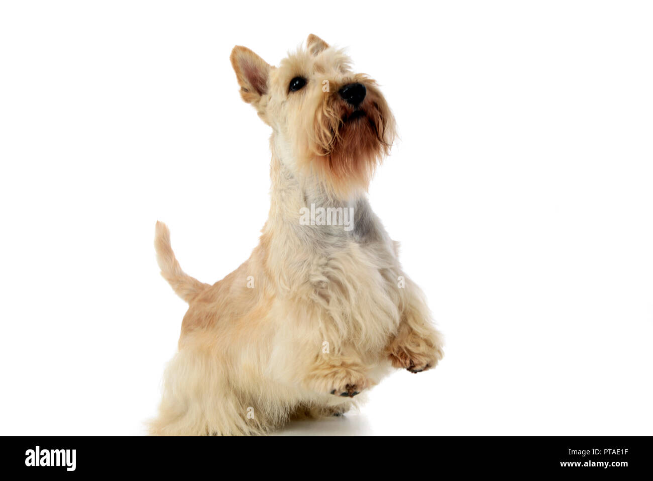 Studio shot of an adorable Scottish terrier standing on two legs ...