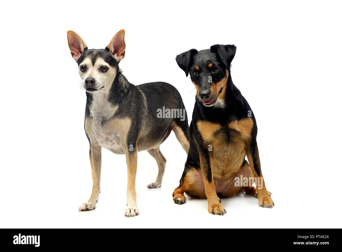 Studio shot of two adorable mixed breed dog on white background Stock ...