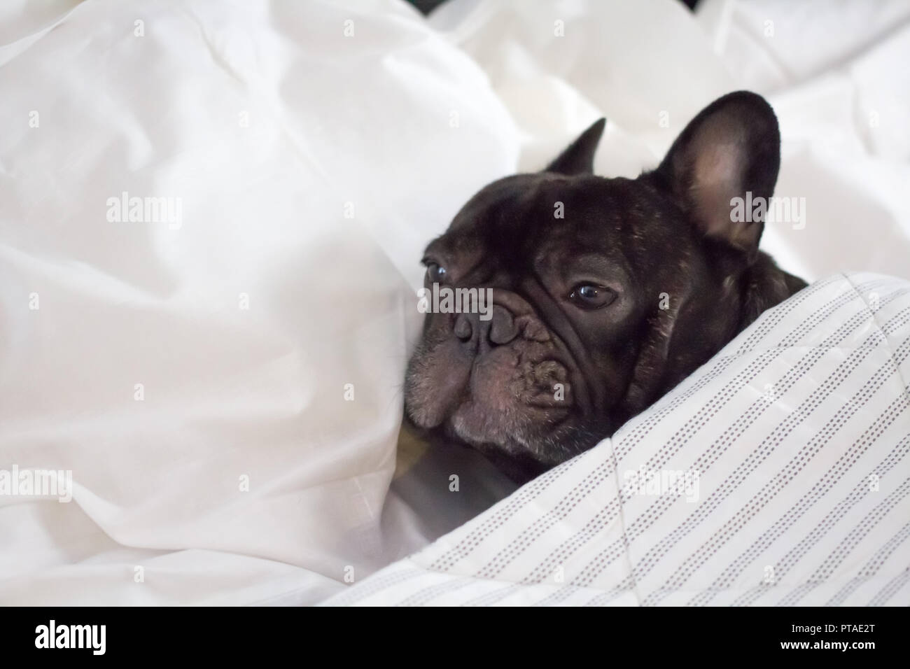 french bulldog in bed , resting or feeling ill and sick suffering with ...