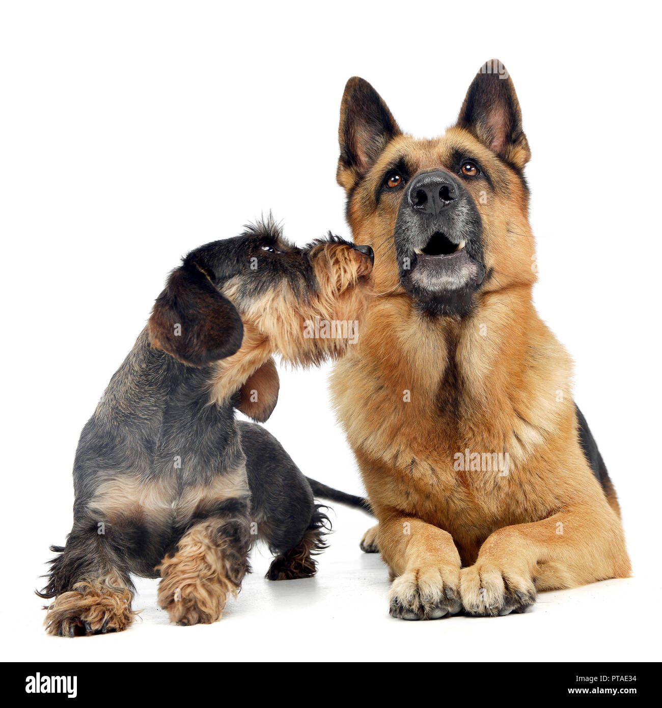 Studio shot of an adorable wire haired Dachshund and a German shepherd ...