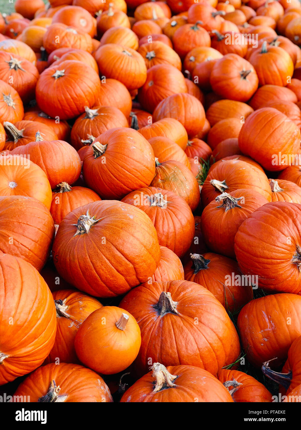 Pile of pumpkins Stock Photo - Alamy