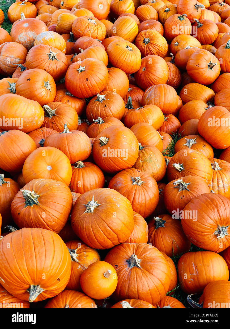 Pile of pumpkins Stock Photo - Alamy