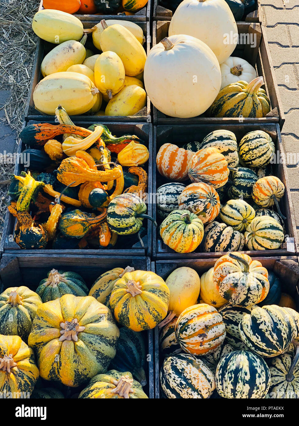 Different autumn shapes and kinds of pumpkins at the farm Stock Photo ...