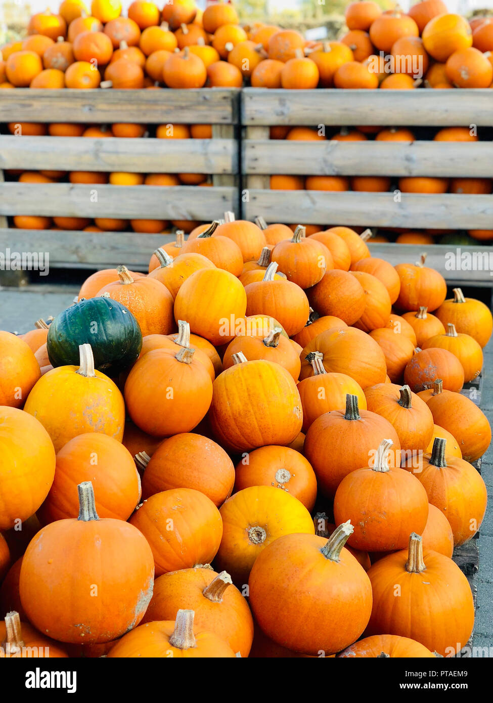 Different autumn shapes and kinds of pumpkins at the farm Stock Photo ...