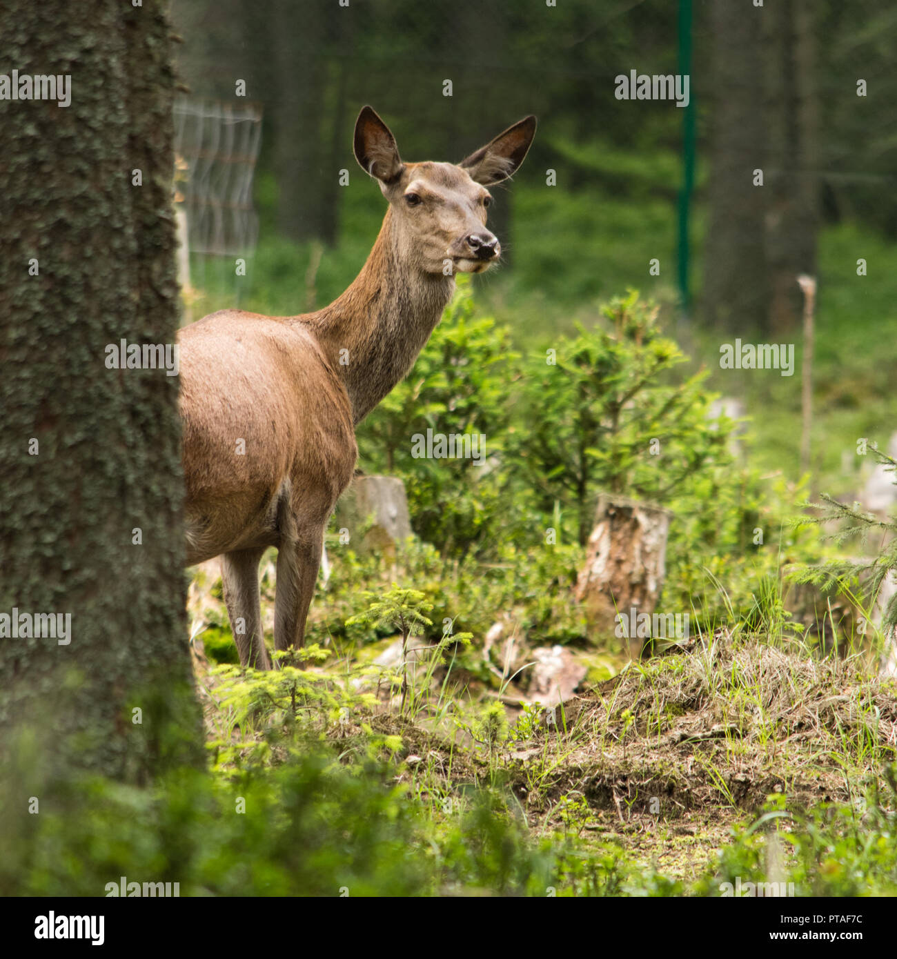 Deer in forest hi-res stock photography and images - Alamy