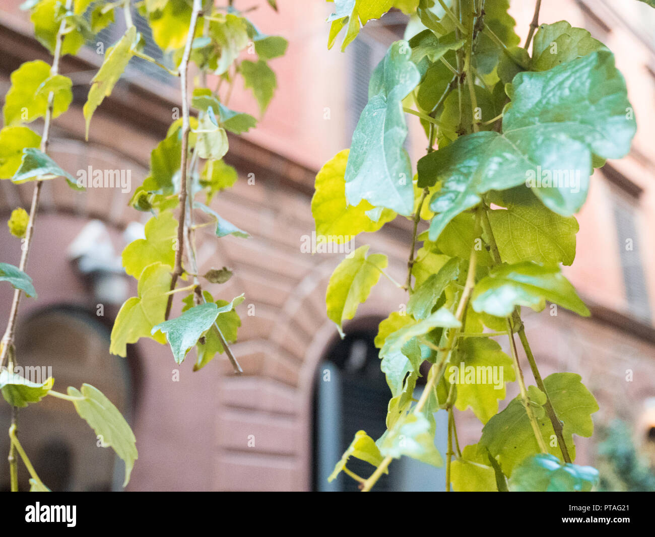 vine leaves that descend from the Roman palaces in the center of the ...