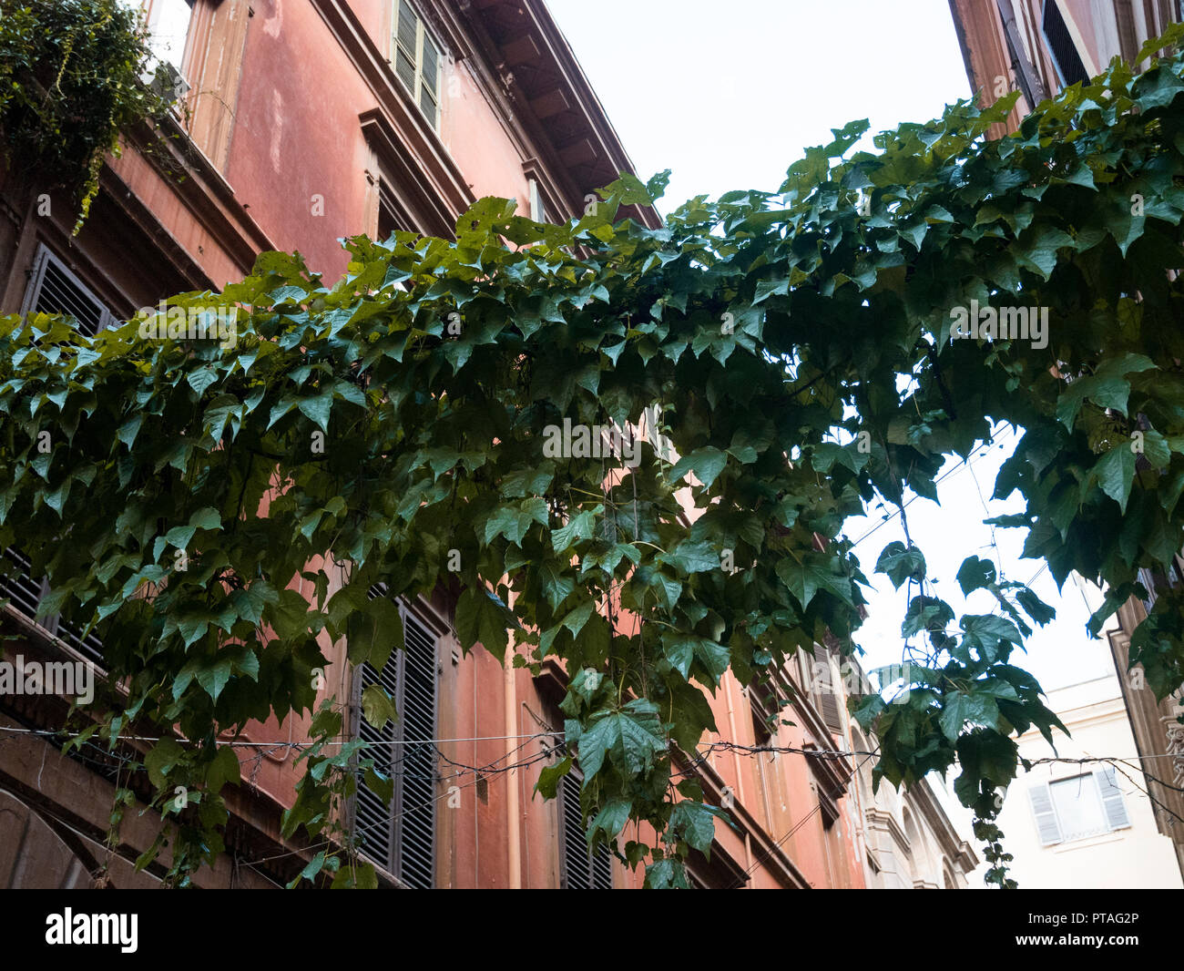 vine leaves that descend from the Roman palaces in the center of the ...