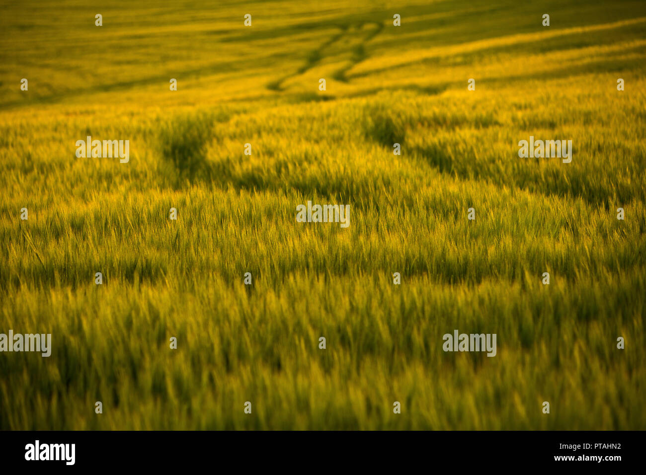 Wheat in light sunset hi-res stock photography and images - Alamy