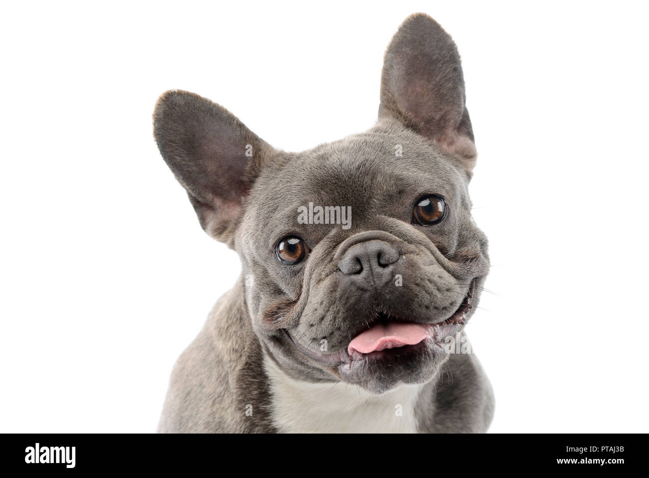 Portrait of an adorable French bulldog, studio shot, isolated on white ...