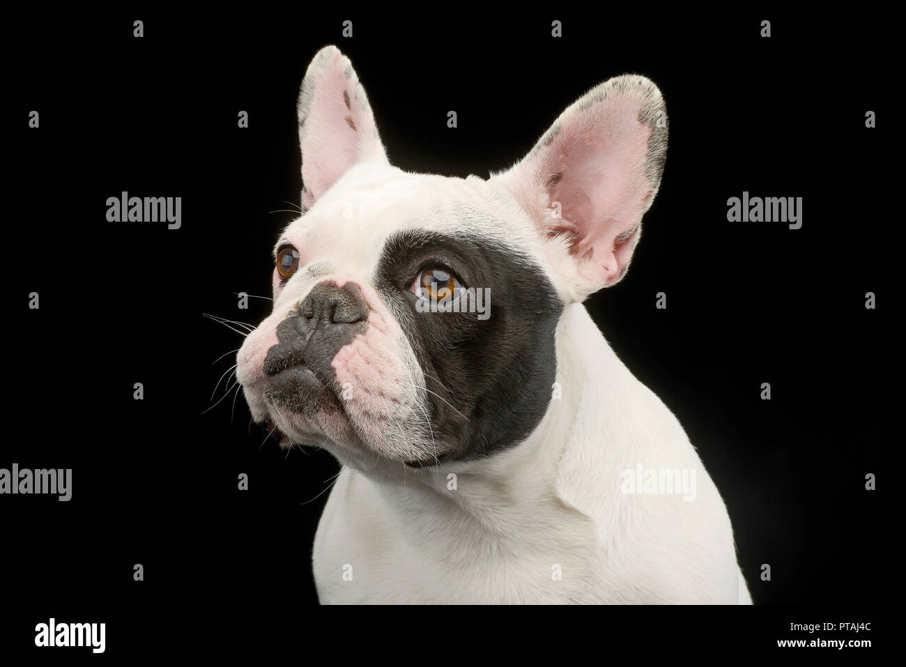 Portrait of an adorable French bulldog, studio shot, isolated on black ...